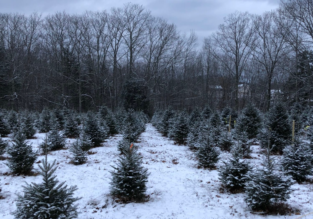 Balsam Hill Farm – Come up to the hill and see what's growing!