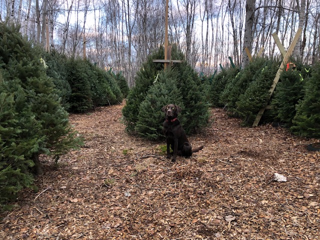 Full Selection Of Balsam Fir Christmas Trees Still At Balsam Hill Farm ...